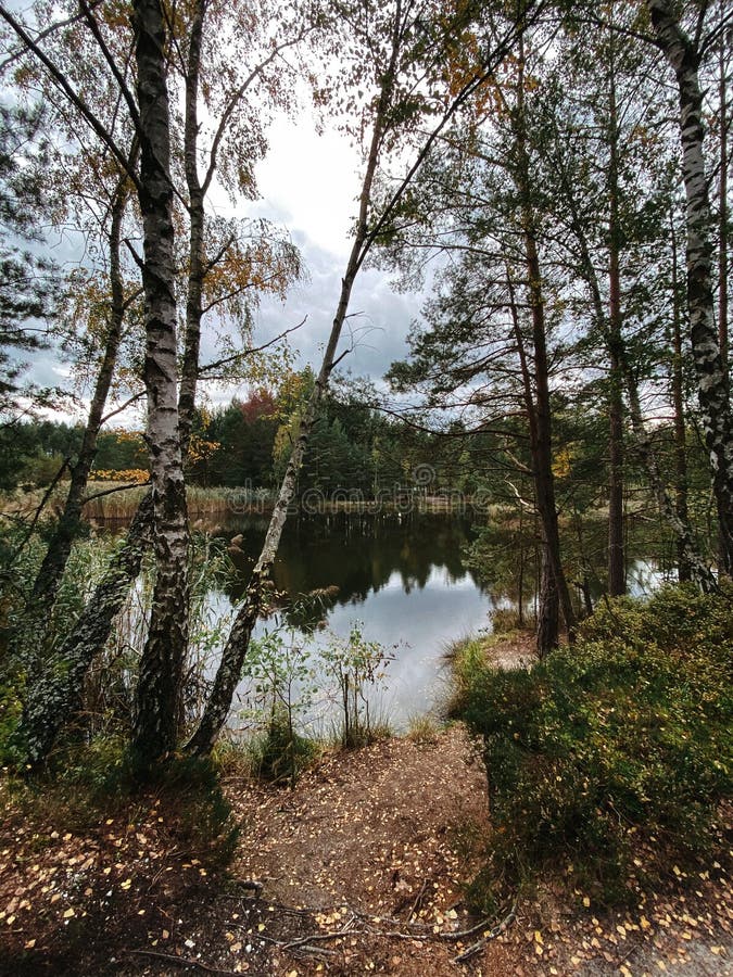 A Lake in the Forest on the Shore of Which There are Coniferous Trees ...