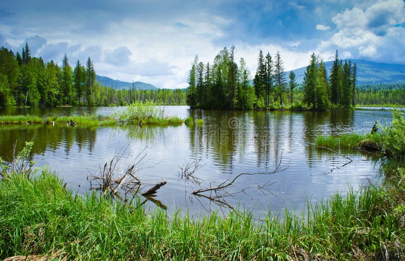 Lake in the forest stock image. Image of field, nature - 42750805