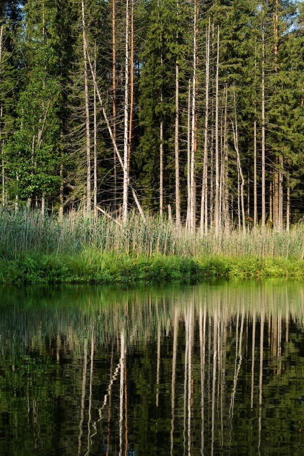 Lake in the forest stock photo. Image of nature, europe - 260591118