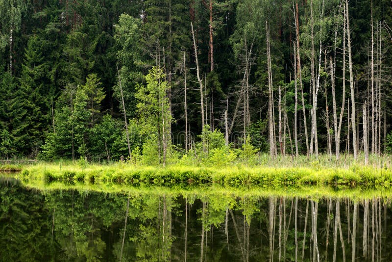 Lake in the forest stock photo. Image of reflection - 270142338