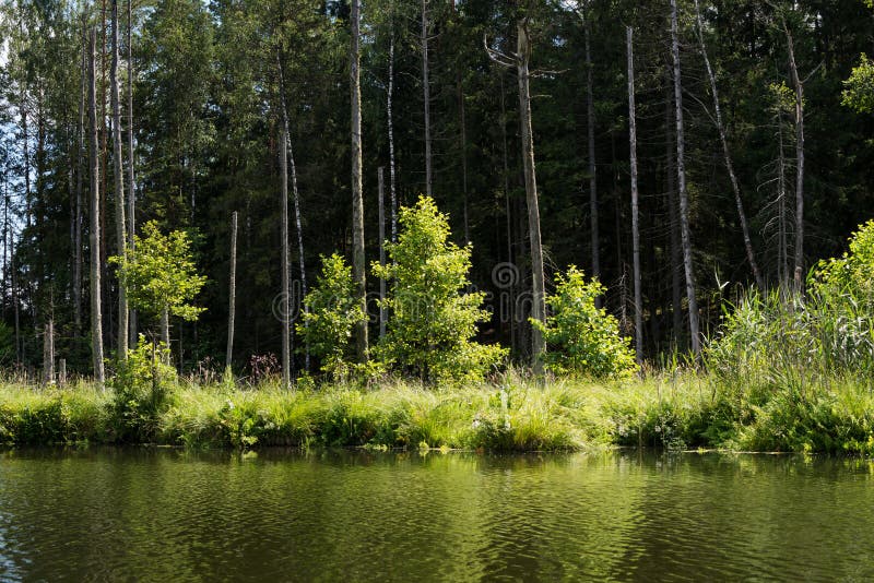 Lake in the forest stock photo. Image of tree, branches - 303464548