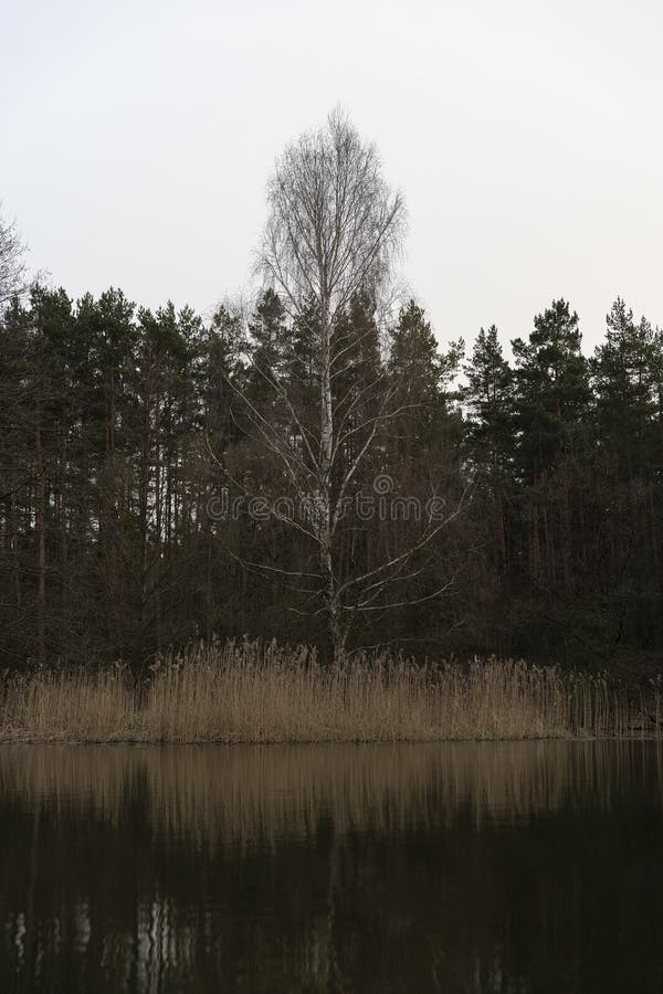 A Lake in the Forest in Windy Weather with the Reflection of Trees ...
