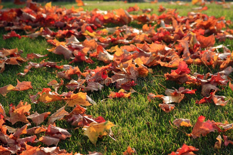 Lake Geneva in Autumn stock photo. Image of geneva, close - 7872390