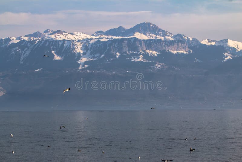 Lake Geneva in the Background of the Alps Stock Photo - Image of gulls ...