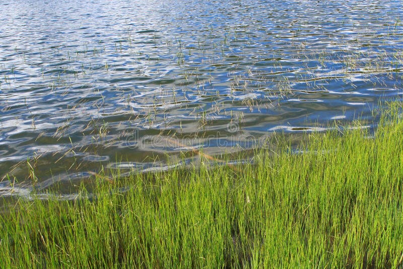 Reaching for the Light stock photo. Image of long, landscape - 44652036