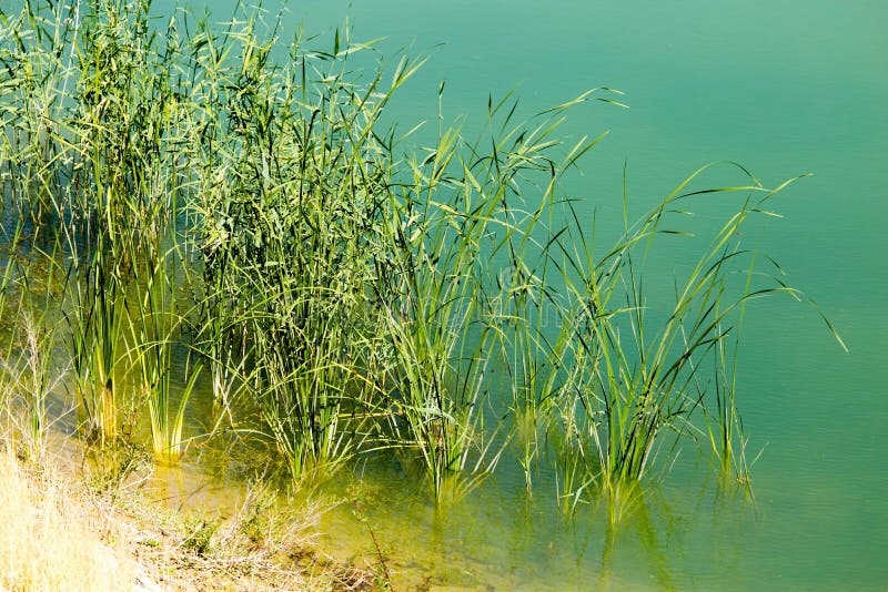 Lake with Green Cane in the Nature Stock Image - Image of grass, green ...