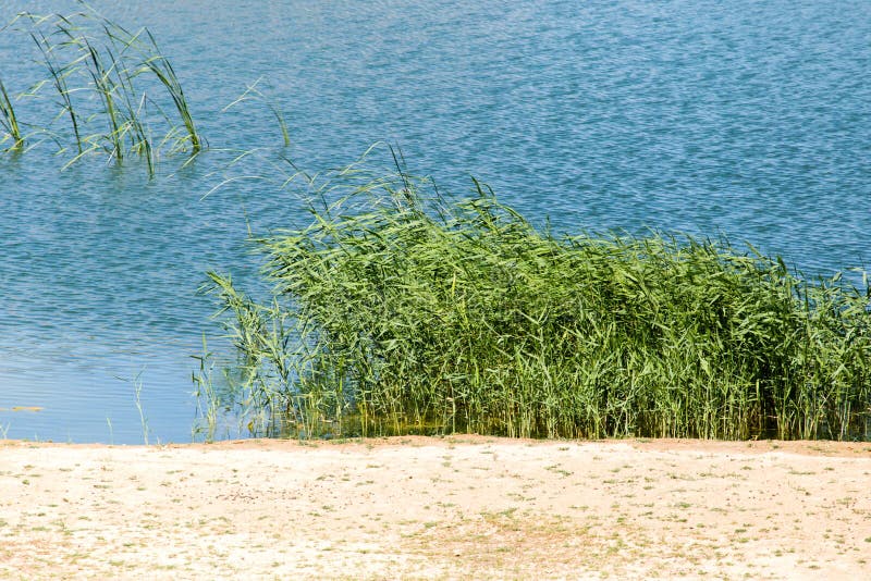 Lake with Green Cane in the Nature Stock Image - Image of water ...