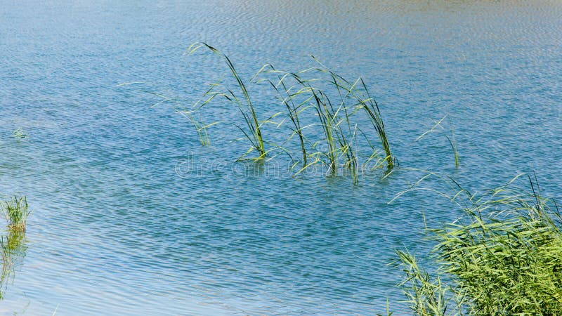 Lake with Green Cane in the Nature Stock Image - Image of landscape ...