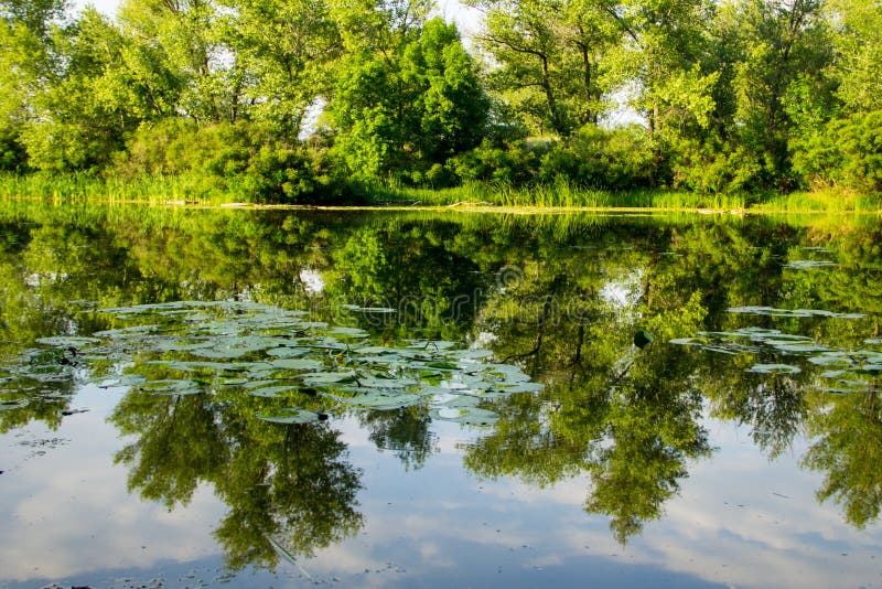 Lake in green forest stock image. Image of beauty, lake - 149237309