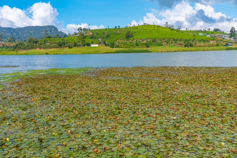 Lake Gregory at Nuwara Eliya, Sri Lanka Stock Photo - Image of lanka ...