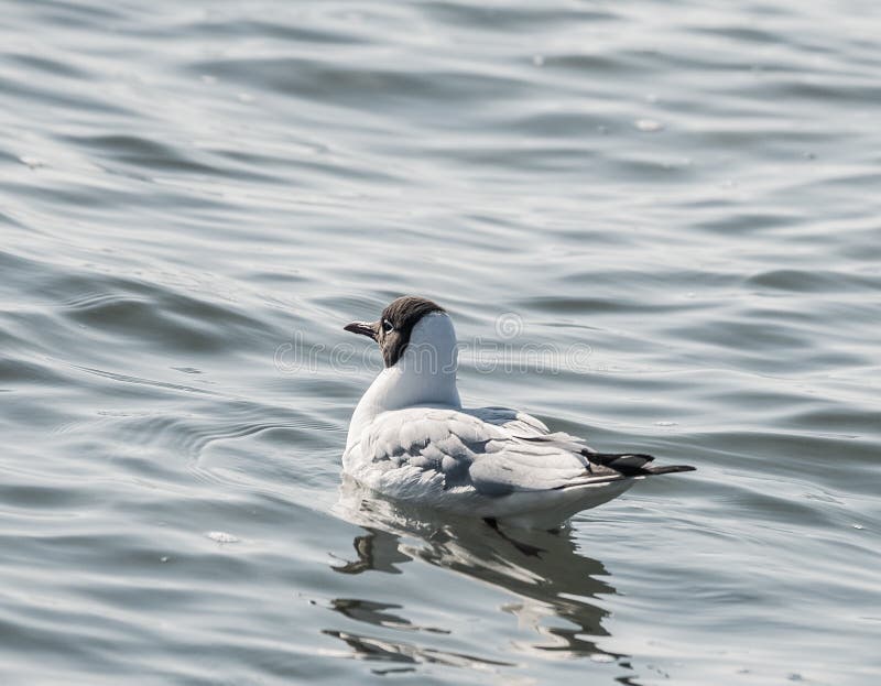 Seagulls stock photo. Image of swim, ridibundus, lake - 148337548