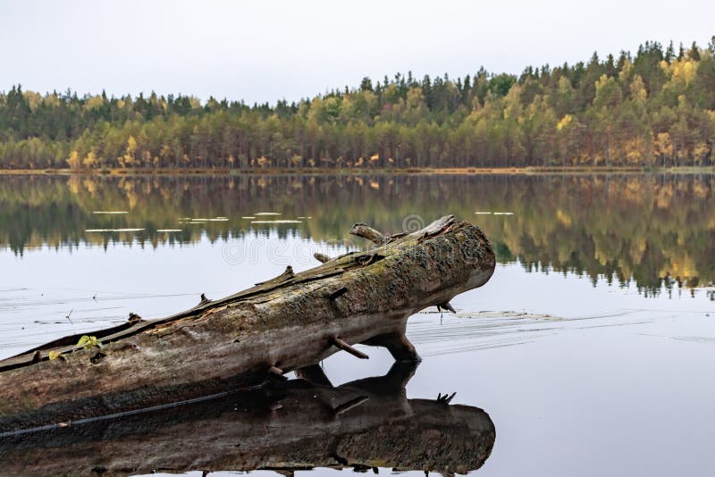 Lake with a Half-sunken Tree Trunk on a Cloudy Day Stock Image - Image ...