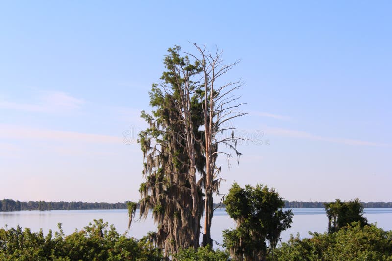 Lake Hancock at Lake Hancock Boat Ramp Stock Photo - Image of grass ...