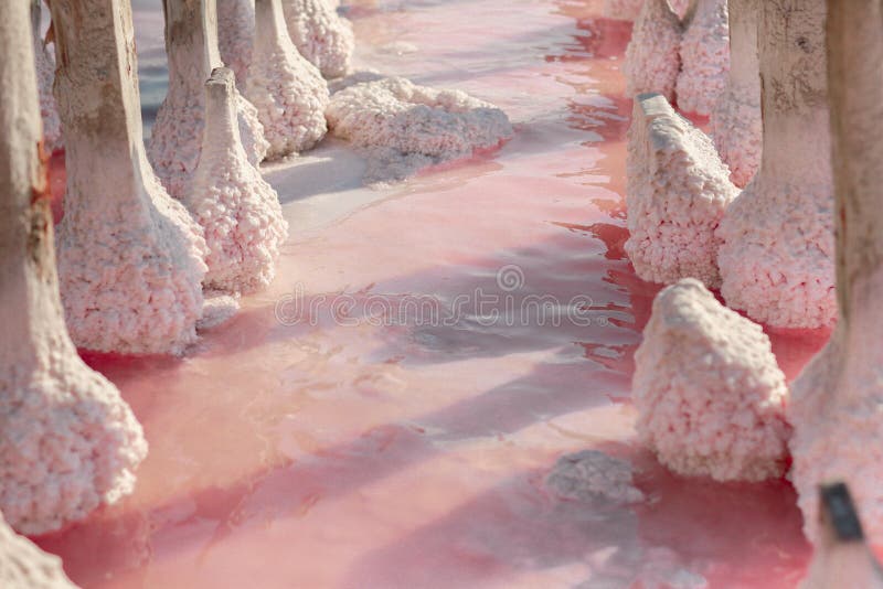 Lake with a High Content of Salt and Algae. Red Salt Lake Stock Photo ...