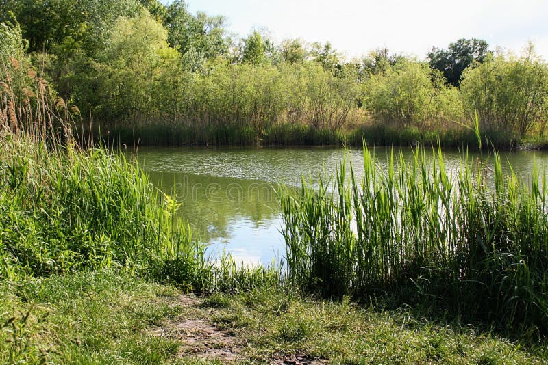Lake inside wood stock image. Image of stream, swamp - 259094505