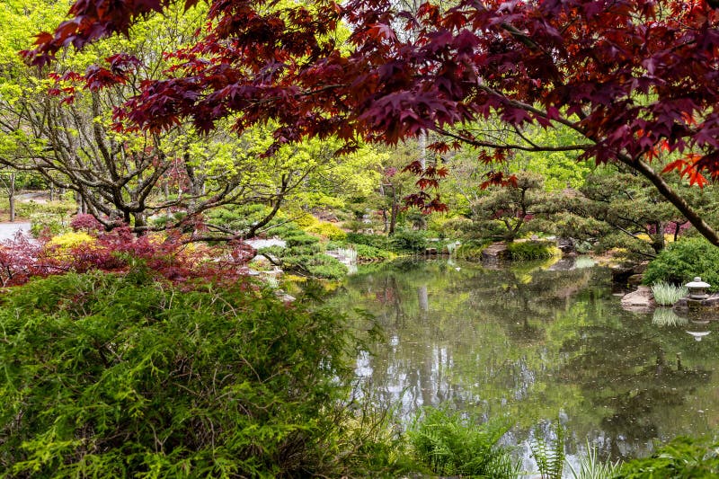 Lake through Japanese Maples Stock Photo - Image of outdoor, leaf: 83476864
