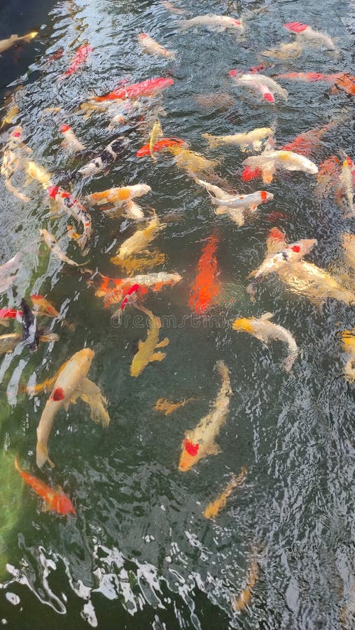 Lake with Koi Fish, Japanese Koi Fish Stock Photo - Image of japanese ...