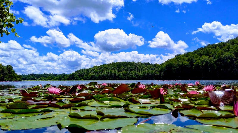 Lake logan stock photo. Image of lake, state, logan, parks - 95116224