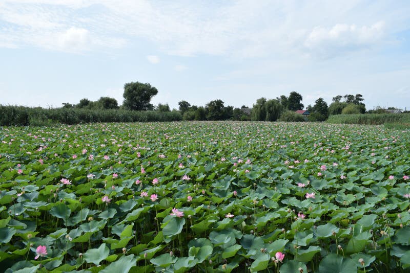 Lake lotus stock image. Image of lotus, foliage, reeds - 84246229
