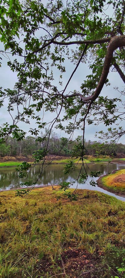 Lake and Lush Green Jungles of Satpura Stock Photo - Image of river ...