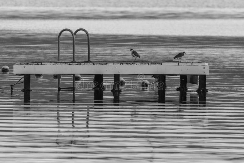 Lake Macquarie pontoon stock image. Image of sunlight - 178959249