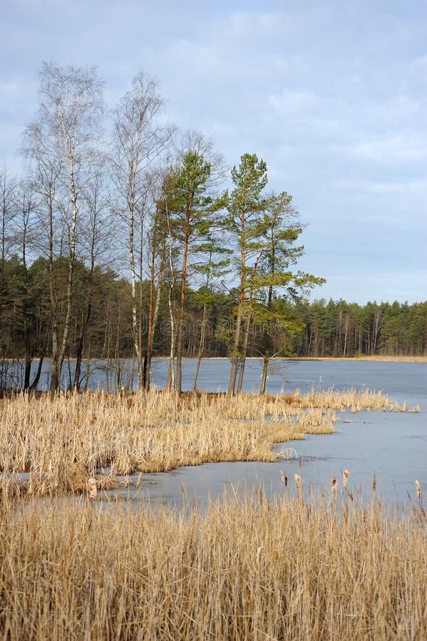 Lake in March stock photo. Image of yellow, spring, melt - 12524586