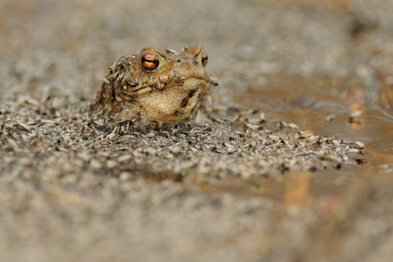 Lake of Midges stock photo. Image of bufo, mosquito, european - 25865314