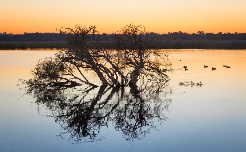 Lake Monger at Dawn stock image. Image of animal, sunrise - 79599953
