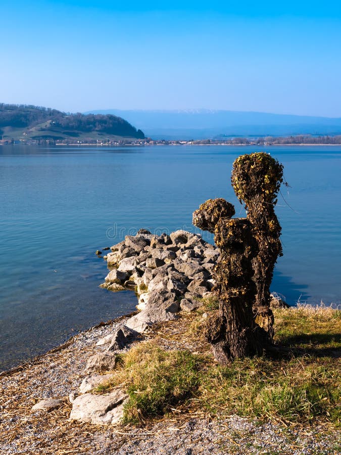 Lake Murten, Switzerland stock photo. Image of lake - 270891980