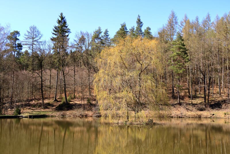 Lake Near the Pine Forest with a Tree Inside Stock Image - Image of ...