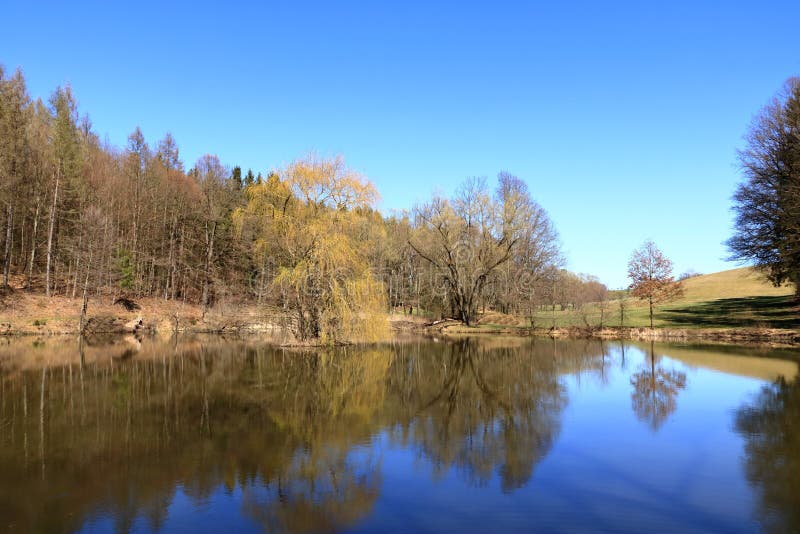 Lake Near the Pine Forest with a Tree Inside Stock Photo - Image of ...