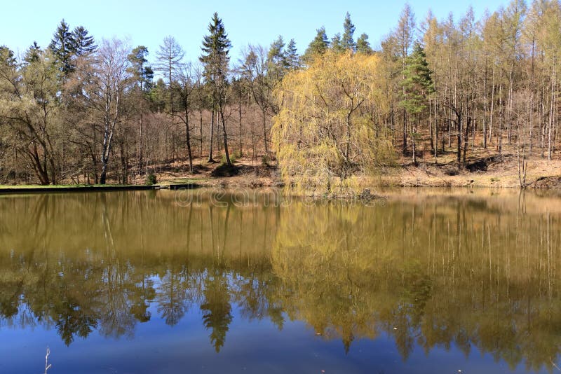 Lake Near the Pine Forest with a Tree Inside Stock Photo - Image of ...