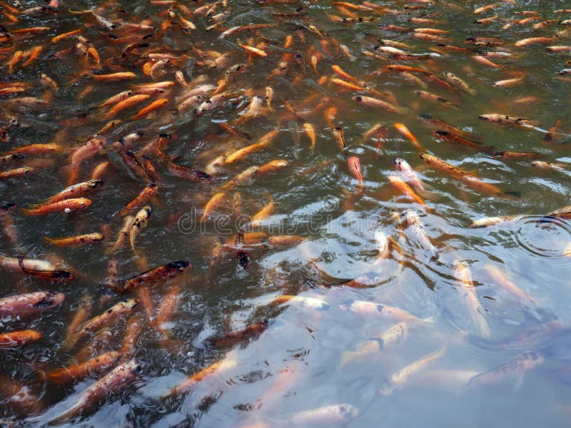 Lake with a Huge Quantity or Orange Fish. Stock Image - Image of lake ...
