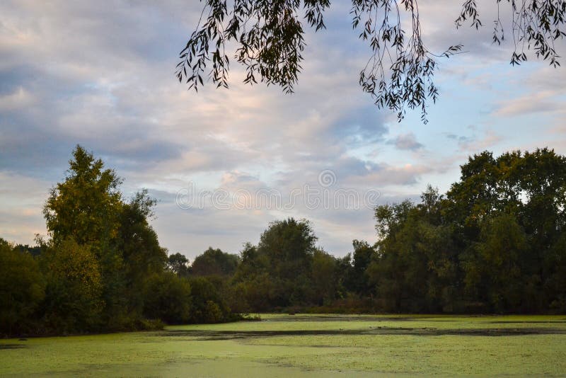 The Lake, Overgrown with Green Duckweed. Stock Image - Image of closeup ...