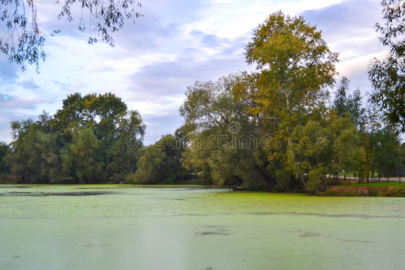 The Lake, Overgrown with Green Duckweed. Stock Image - Image of beauty ...