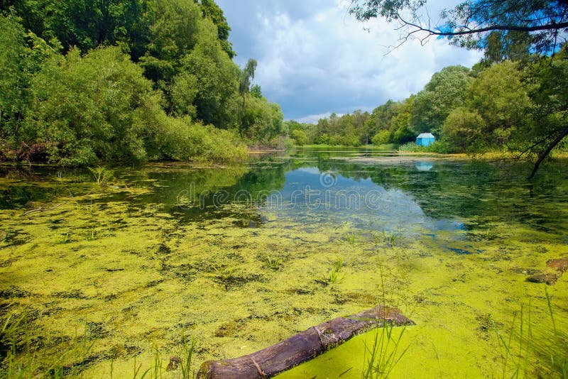 Lake Overgrown with Green Duckweed, Summer Time. Stock Photo - Image of ...