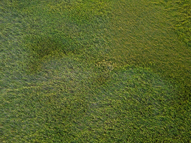 Lake Overgrown with Reeds, Top-down Aerial View Stock Image - Image of ...