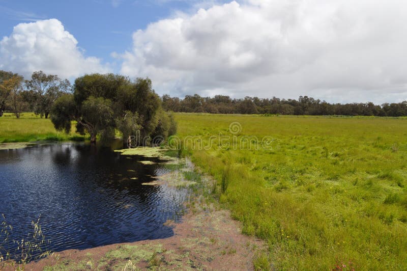 Lake in Paddock with Paperbark Trees Stock Image - Image of water, tree ...