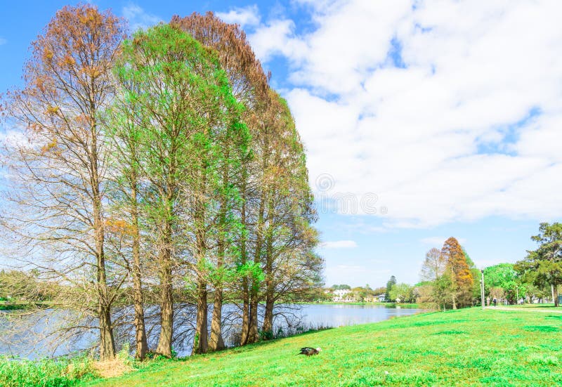 Lake Park on the Blue Sky in the Spring Stock Photo - Image of grass ...