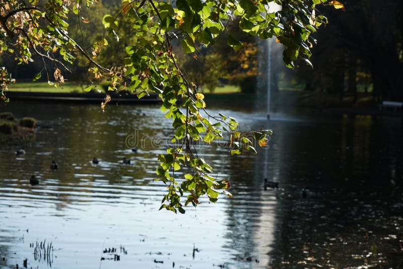 Lake in a Park Seen through a Branch Stock Photo - Image of branch ...