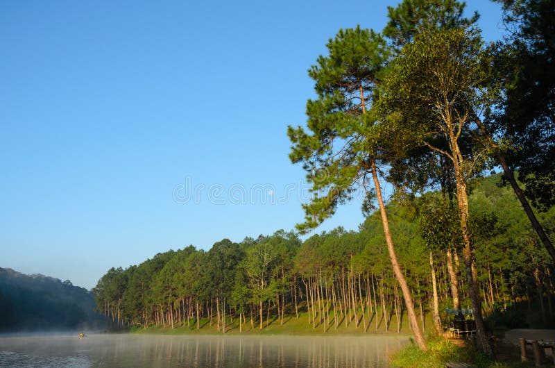 Lake and Pine Tree at Pang Ung,Thailand Stock Image - Image of lake ...