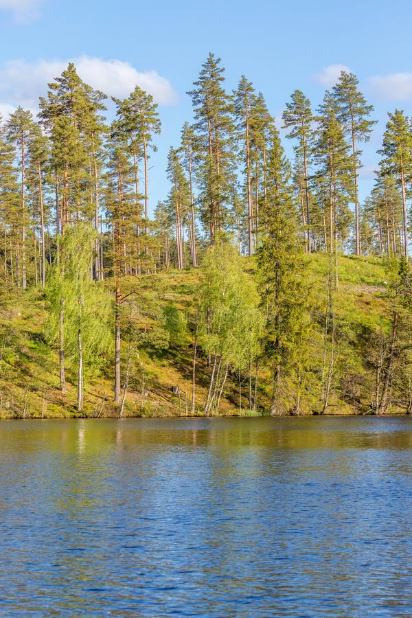 Lake with pine trees stock image. Image of coniferous - 85001119