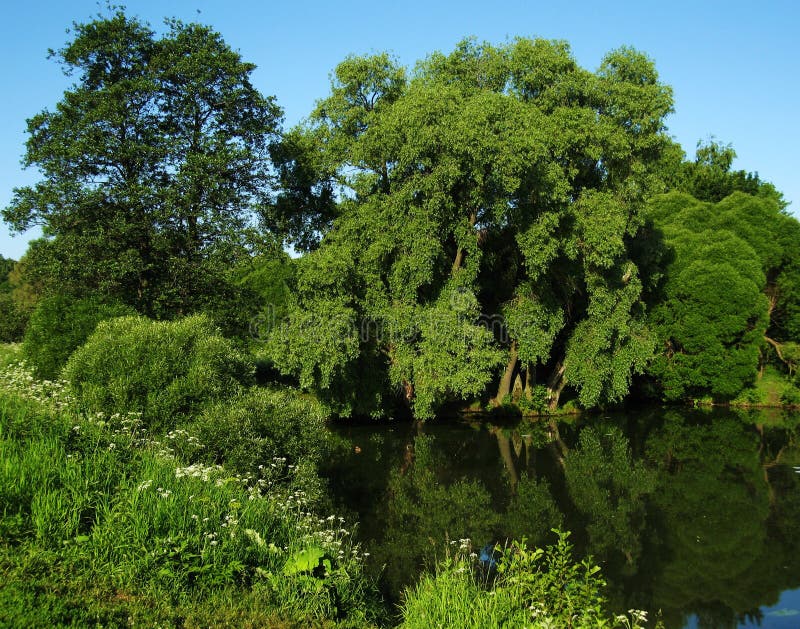 Lake and plants stock image. Image of green, water, vegetation - 9181335
