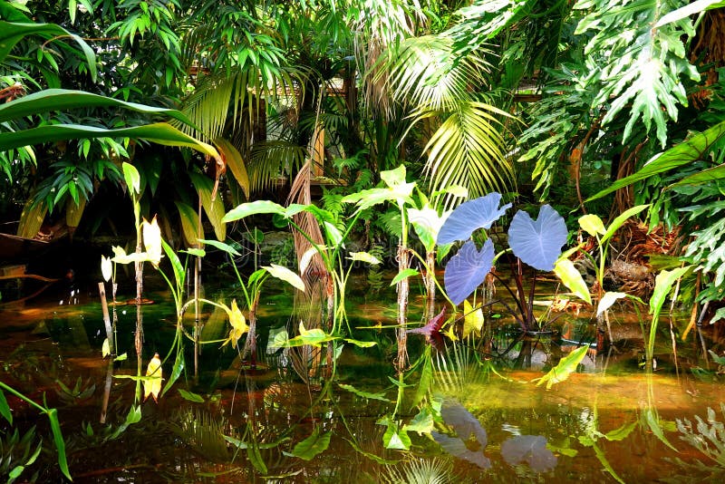 Lake Plants in Rainforest Environment Stock Image - Image of nature ...