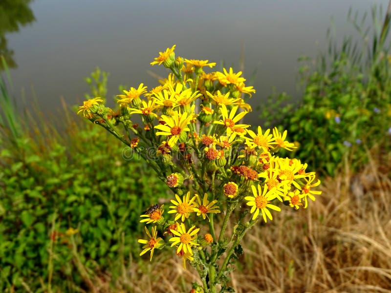 By the Lake Plants with Yellow Petals Stock Image - Image of yellow ...