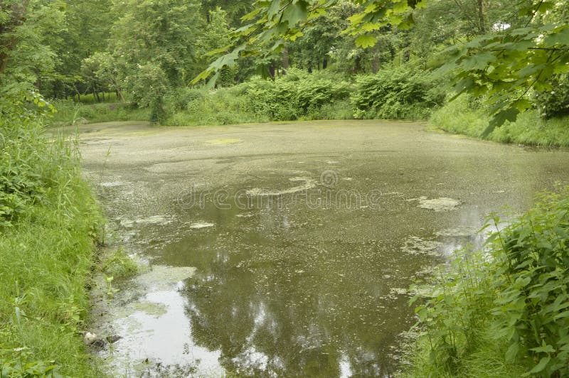 Lake with pollen stock image. Image of substance, water - 94299685