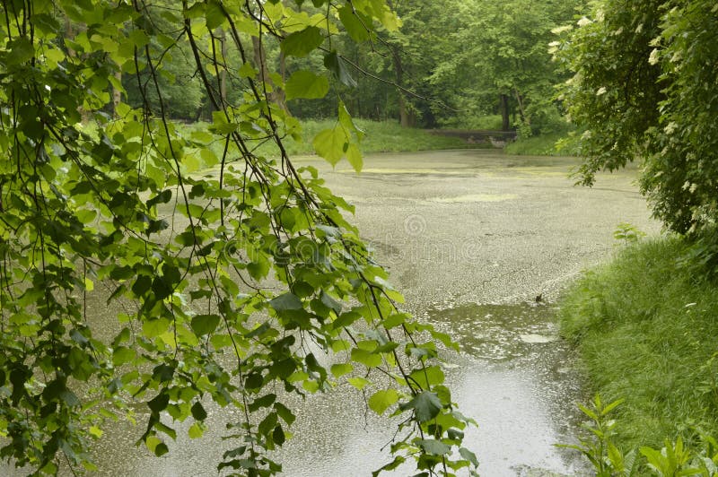 Lake with pollen stock photo. Image of beautiful, microscopic - 94299716