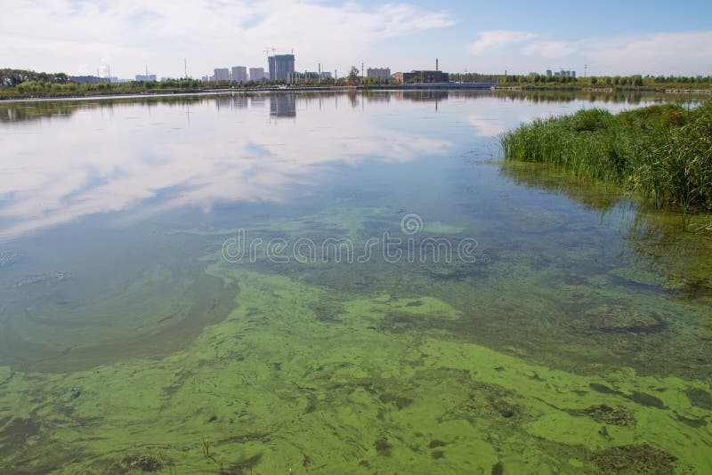 Lake Pollution stock photo. Image of water, river, pond - 44341958