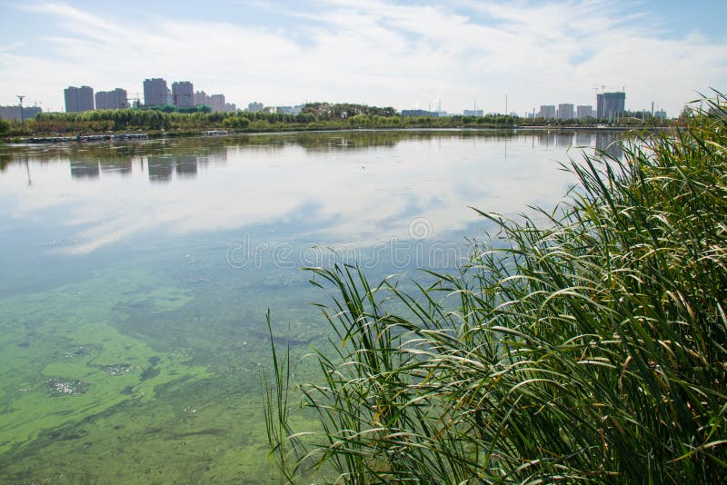 Lake Pollution stock image. Image of problems, pond, city - 44341971