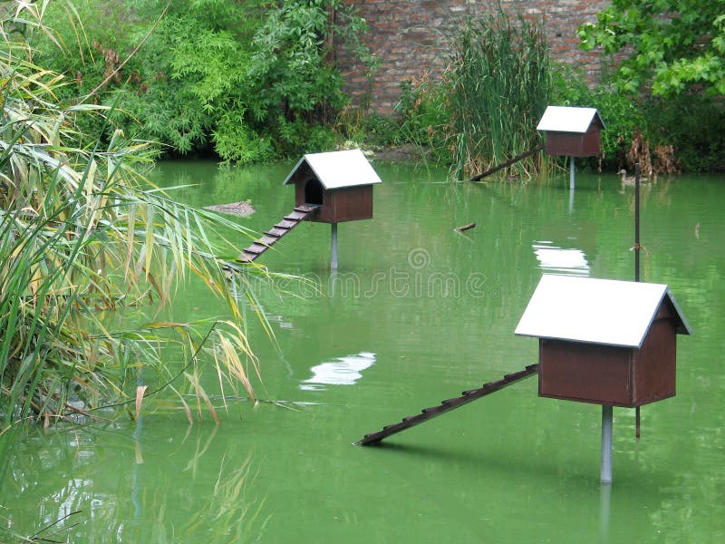 Lake, pond, swamp stock photo. Image of reeds, canal - 270917686